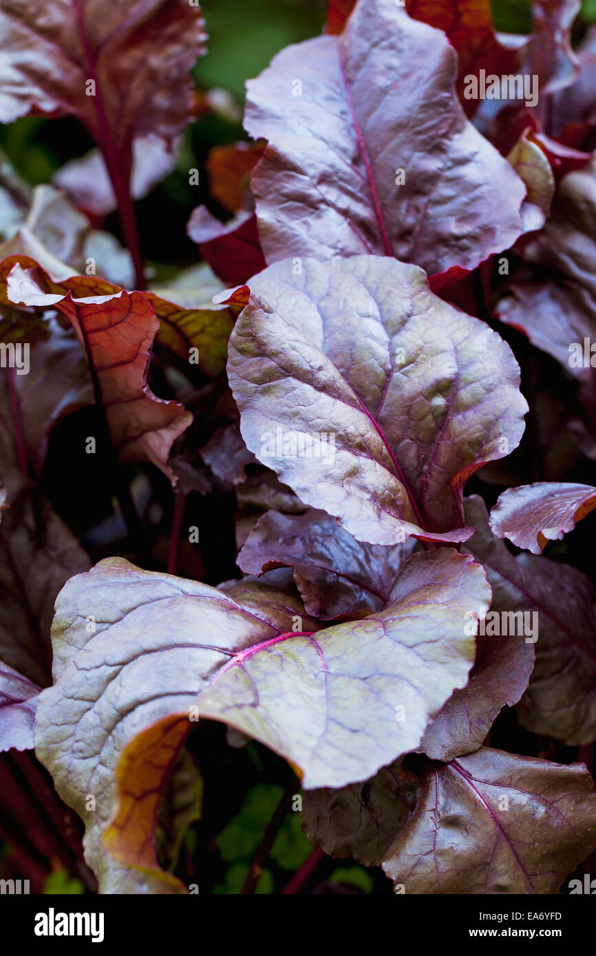 Beta vulgaris bulls blood hi-res stock photography and images - Alamy