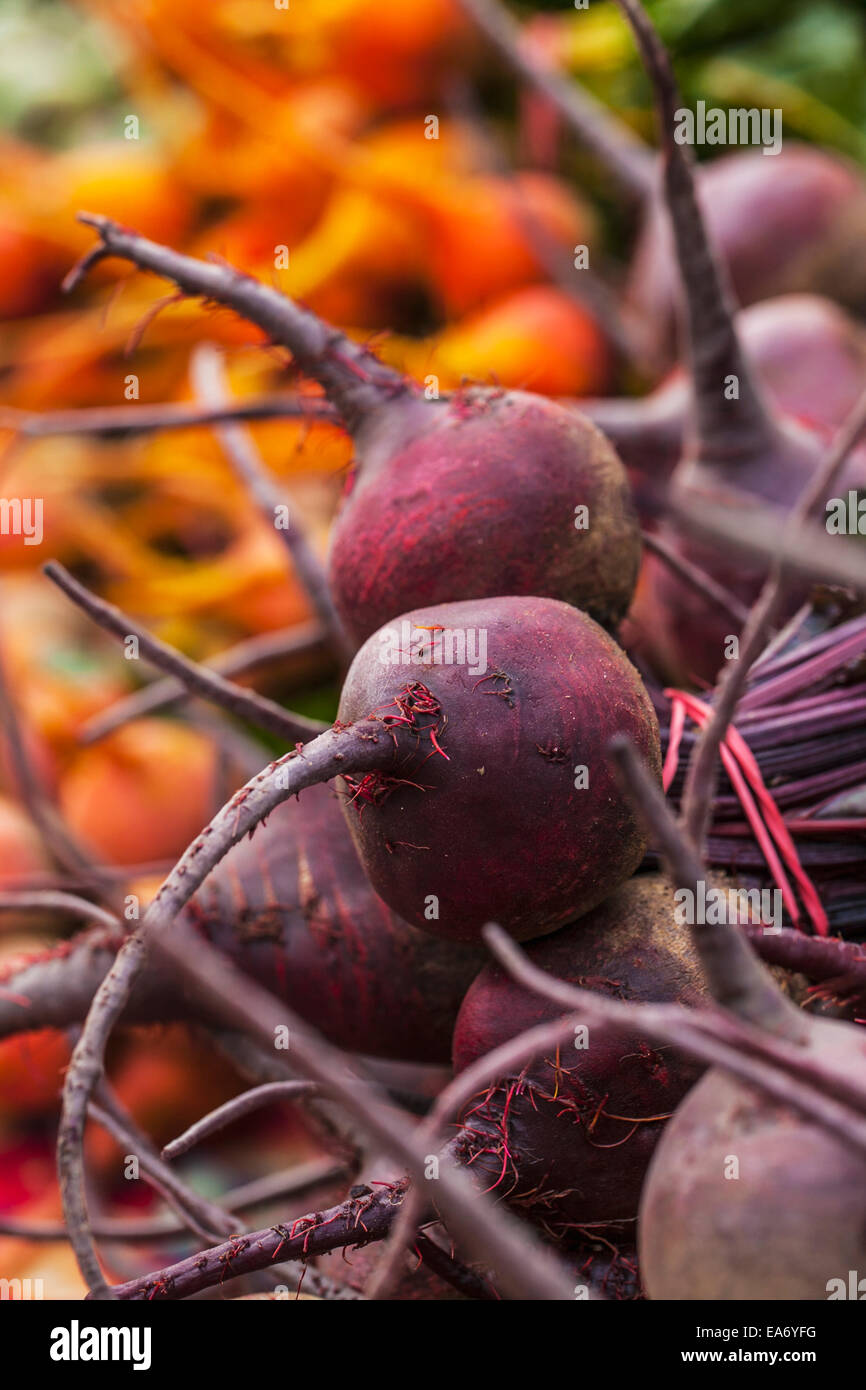 Beet Farmers Stock Photos & Beet Farmers Stock Images - Alamy
