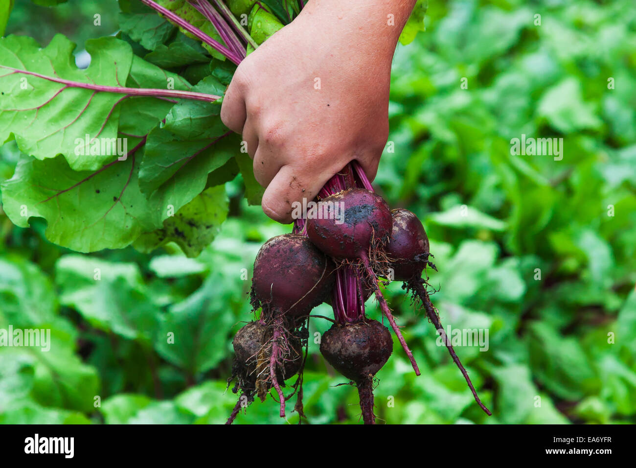Hand and leaf hi-res stock photography and images - Alamy