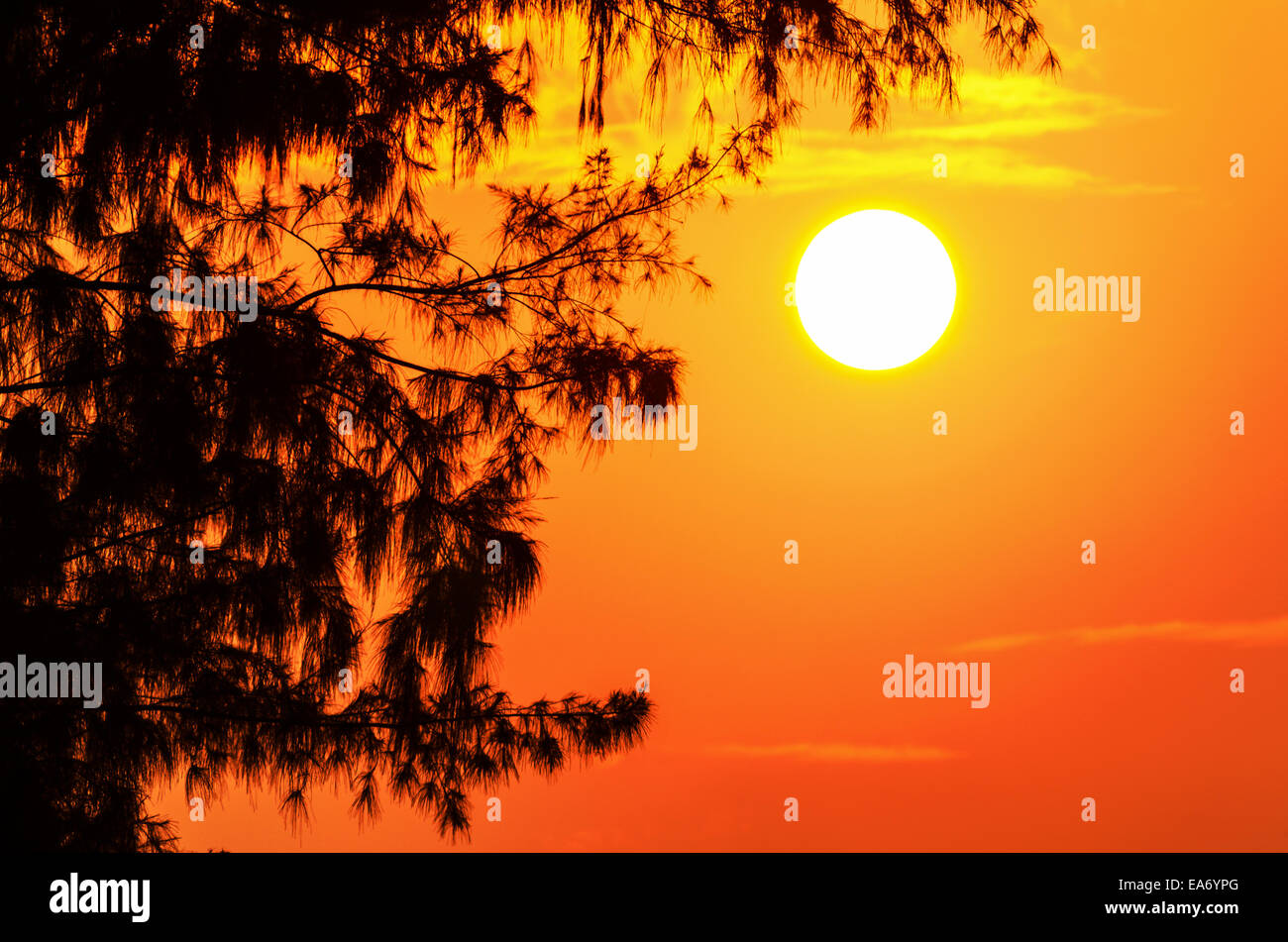 Silhouette of the tree and the sun in a light orange yellow at sunset ...