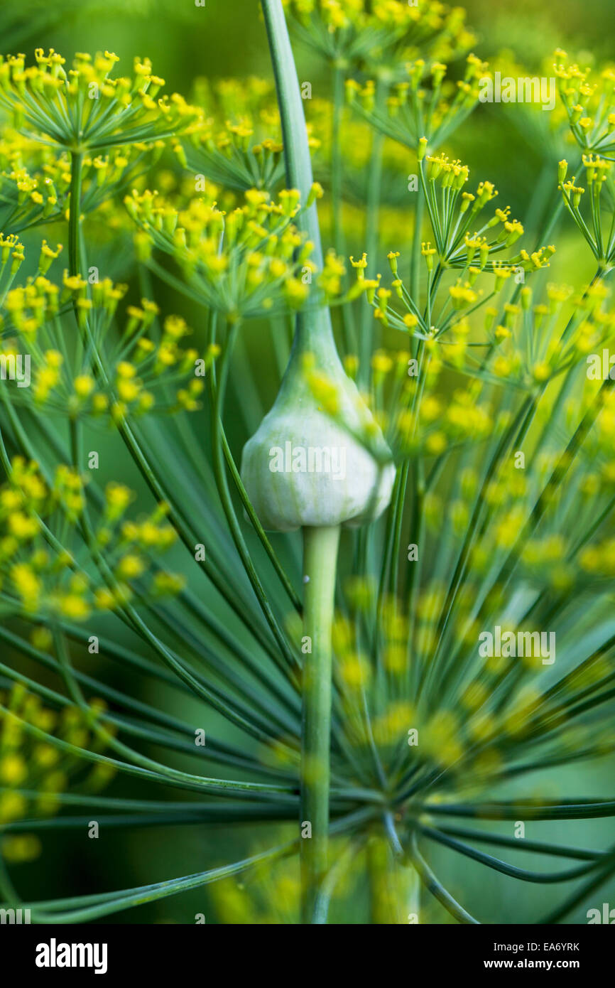 Garlic flower scapes hi-res stock photography and images - Alamy