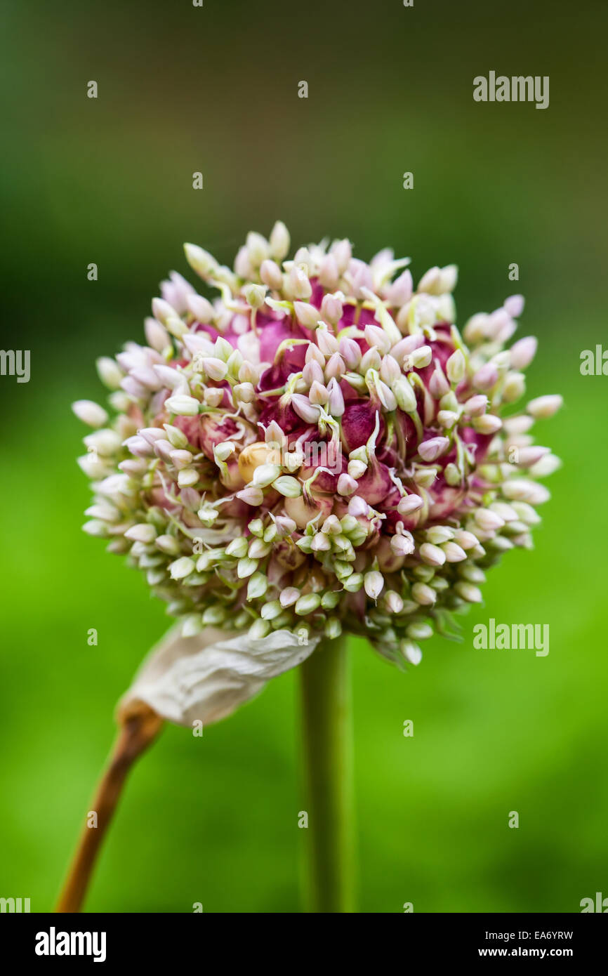 Garlic flower scapes hi-res stock photography and images - Alamy