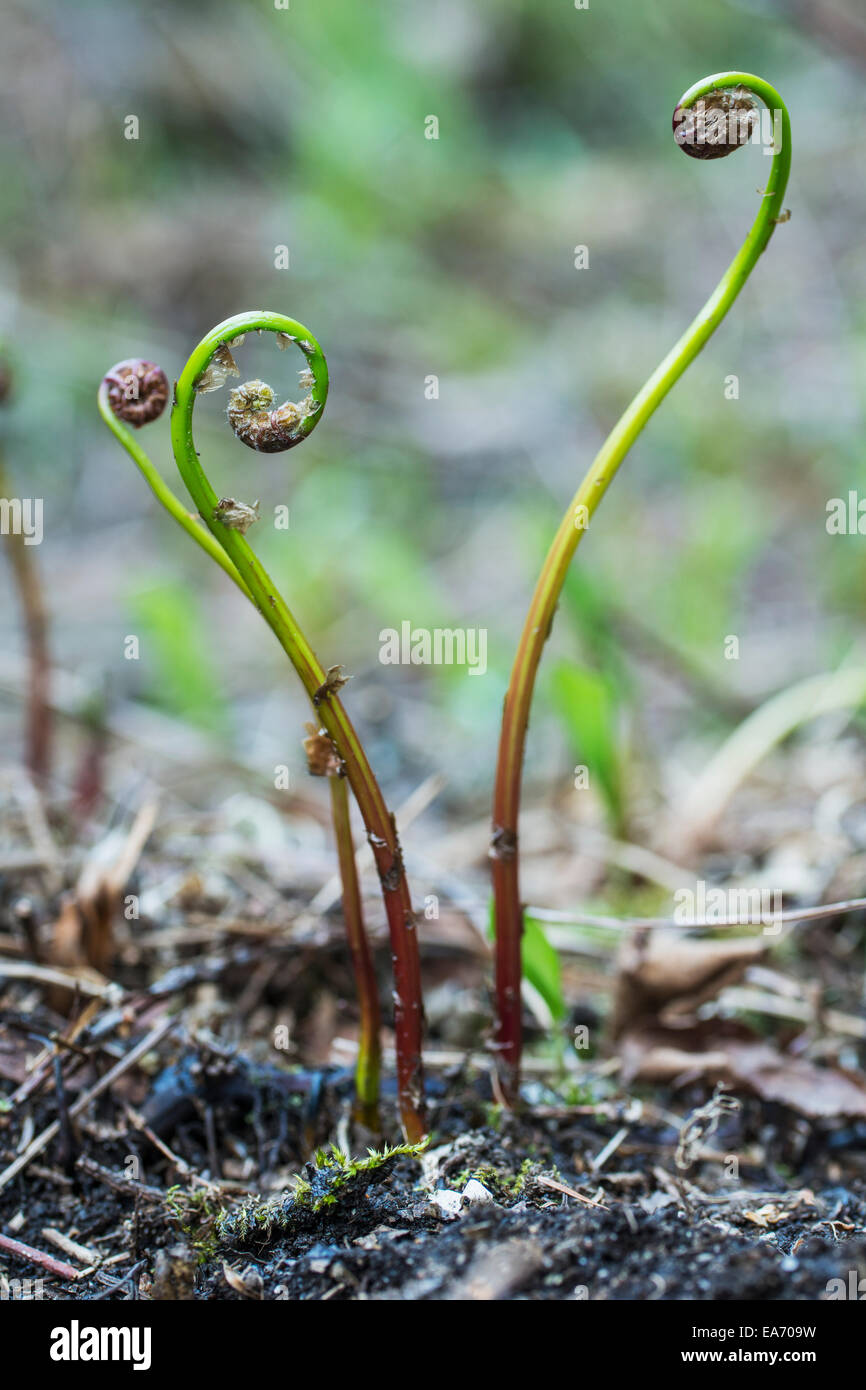 Ferns budding; Ontario, Canada Stock Photo - Alamy