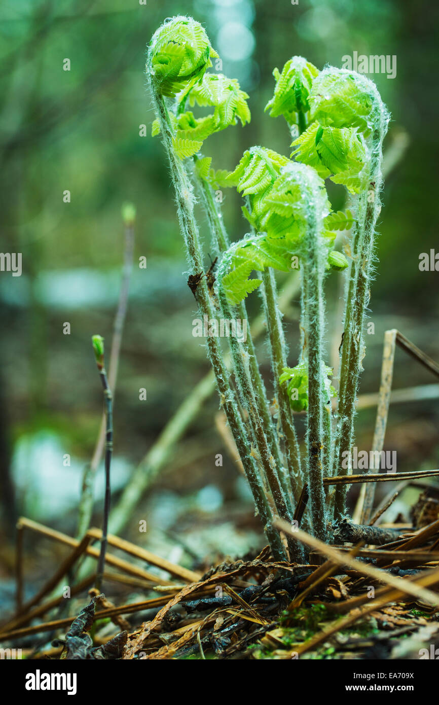 Ferns budding; Ontario, Canada Stock Photo - Alamy