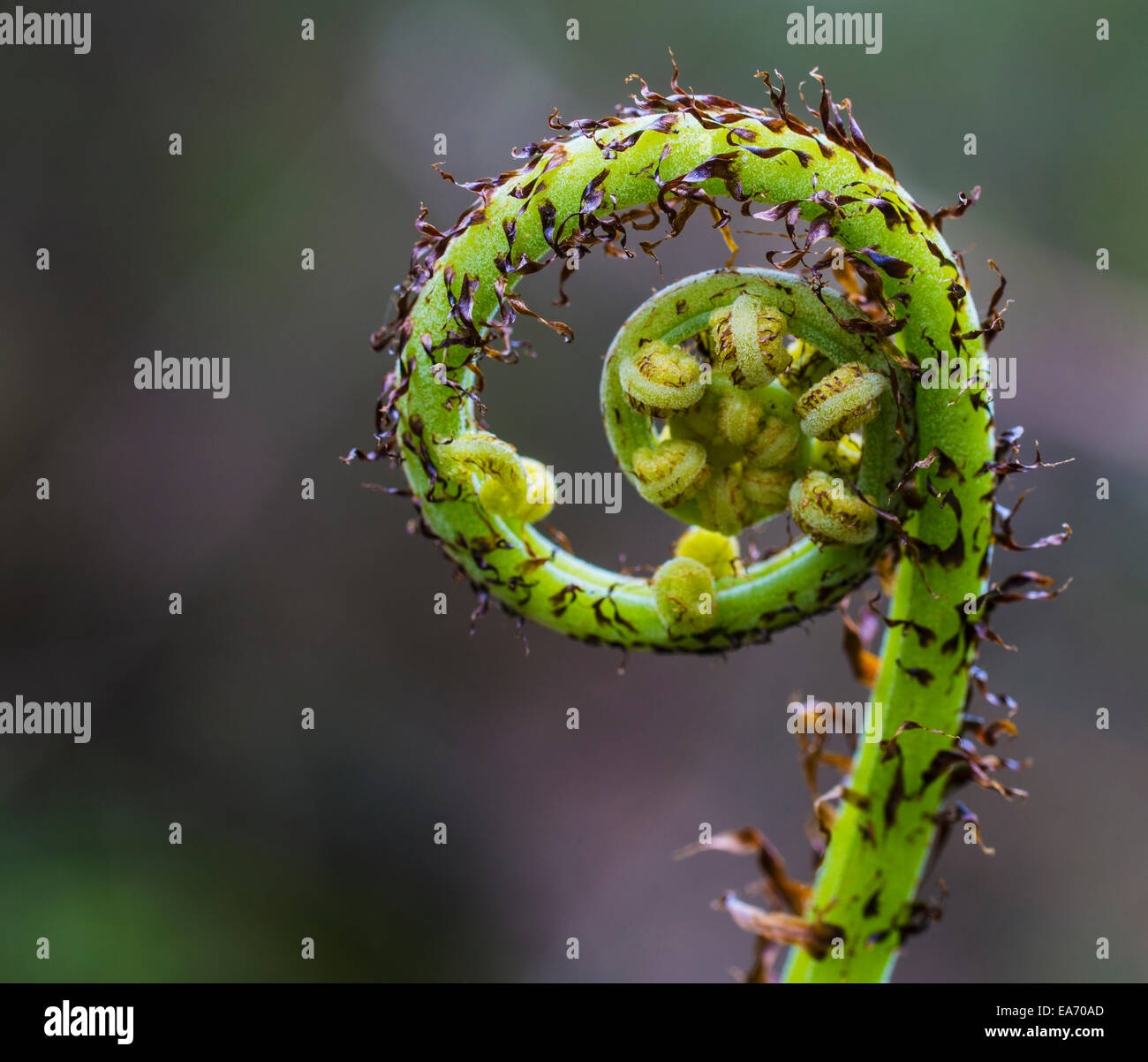 Fern opening up hi-res stock photography and images - Alamy