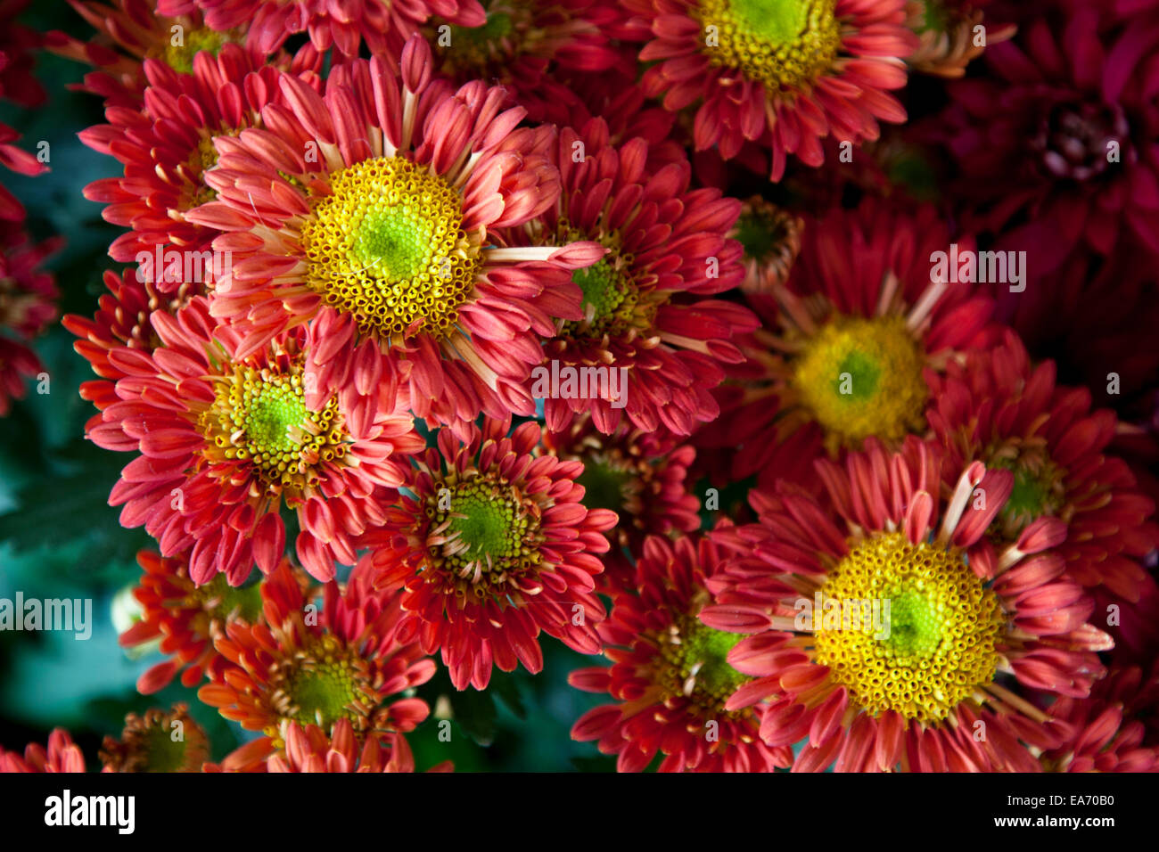 Fall flowers at the market Stock Photo - Alamy