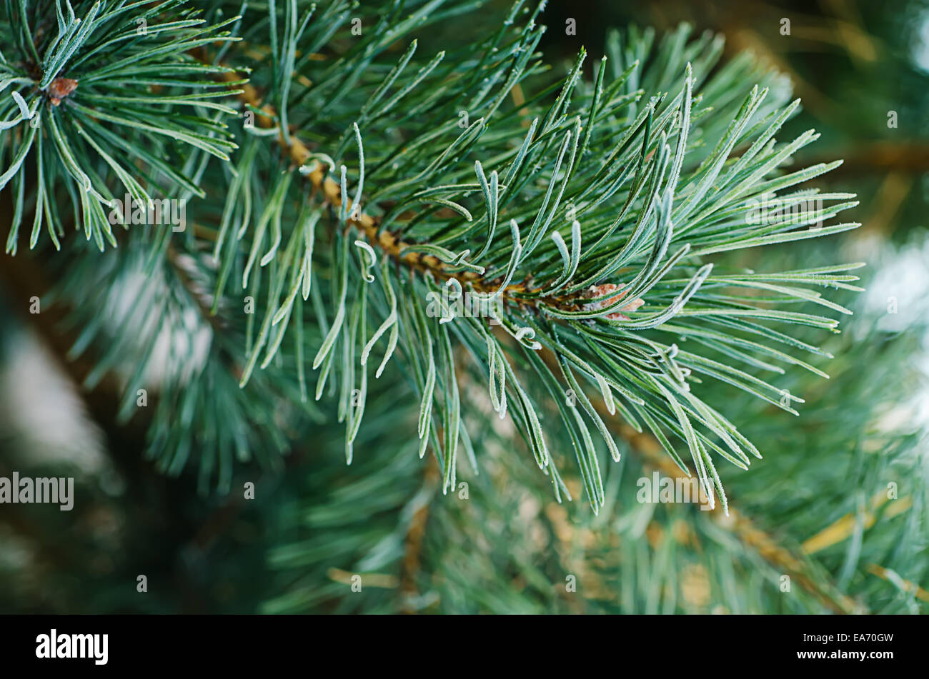 Pine iced tree Stock Photo - Alamy