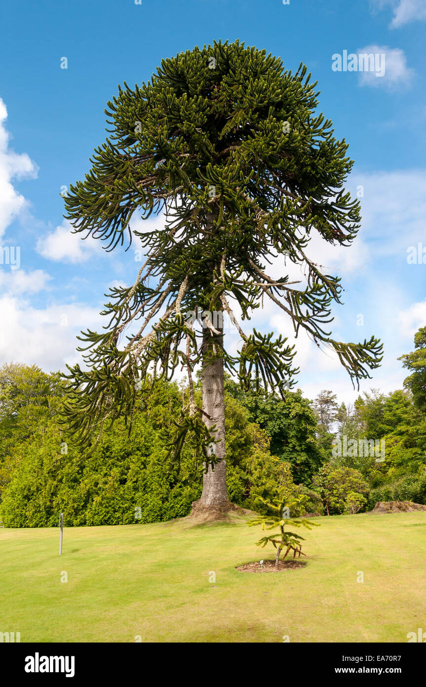 Monkey tall tree hi-res stock photography and images - Alamy