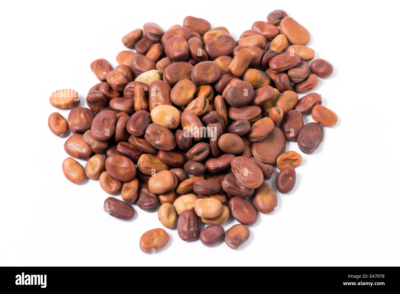 Dried brown fava beans or broad beans, an important ingredient in ...
