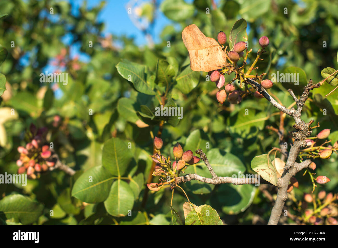 Pistachio tree hi-res stock photography and images - Alamy