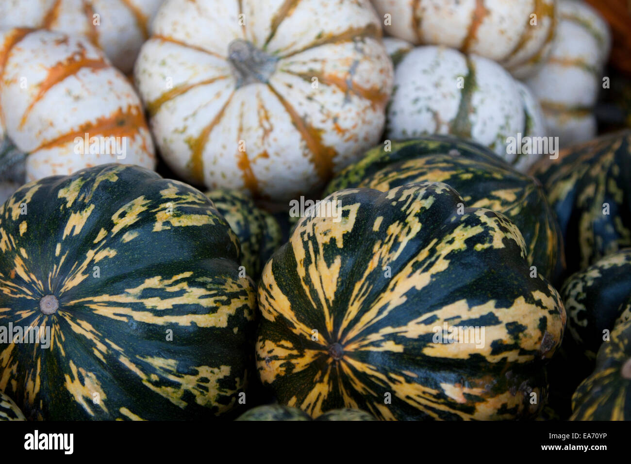 Kabocha hi-res stock photography and images - Alamy