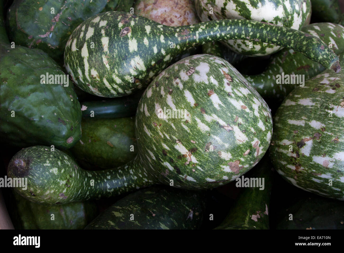 Long neck squash at the market Stock Photo - Alamy