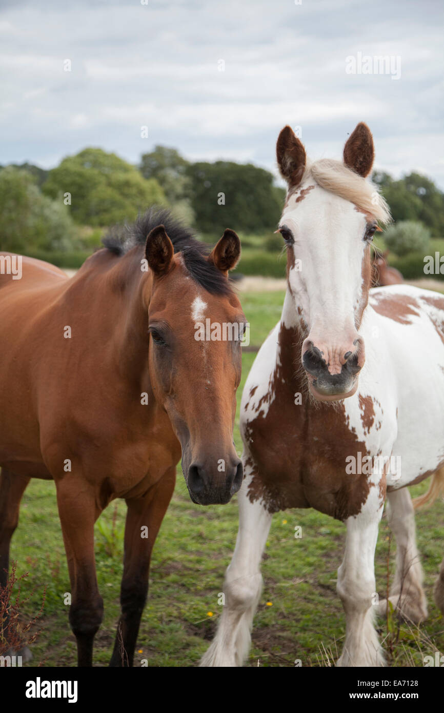 Horse standing on his two legs hi-res stock photography and images - Alamy