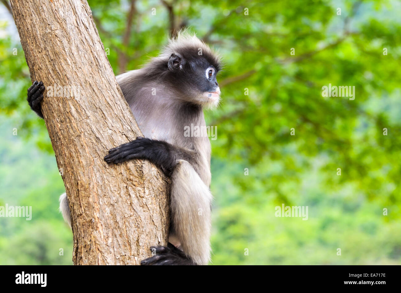 Dusky leaf, Dusky langur, Spectacled langur or Trachypithecus obscurus ...