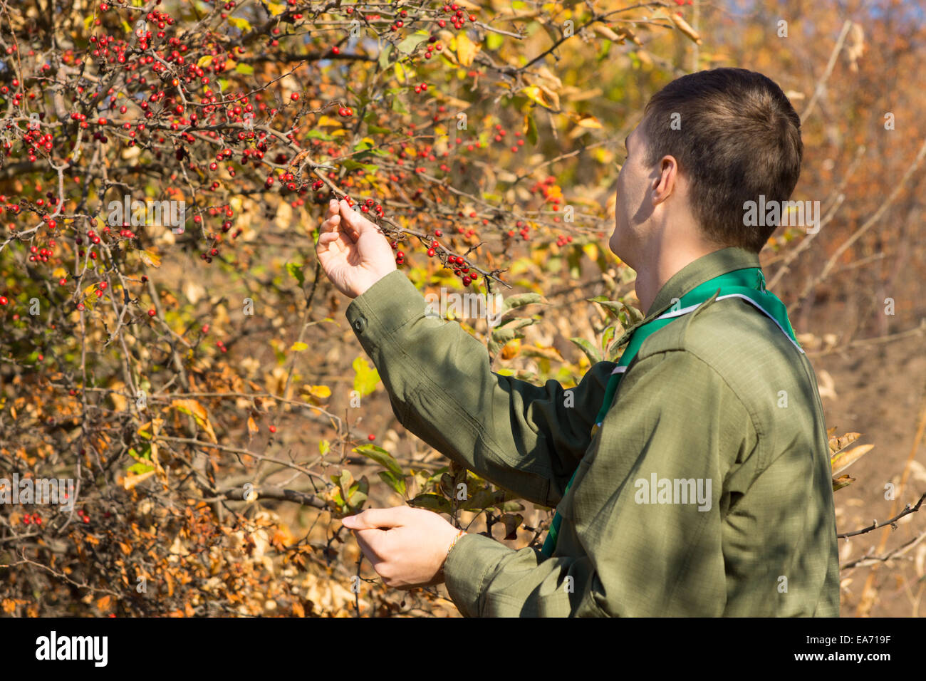 View from the side of a young ranger or scout checking ripening red ...