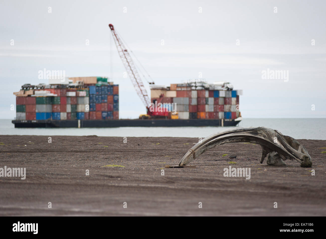 Container Barge Off The Coast Of Barrow With Bowhead Whale Skull In ...