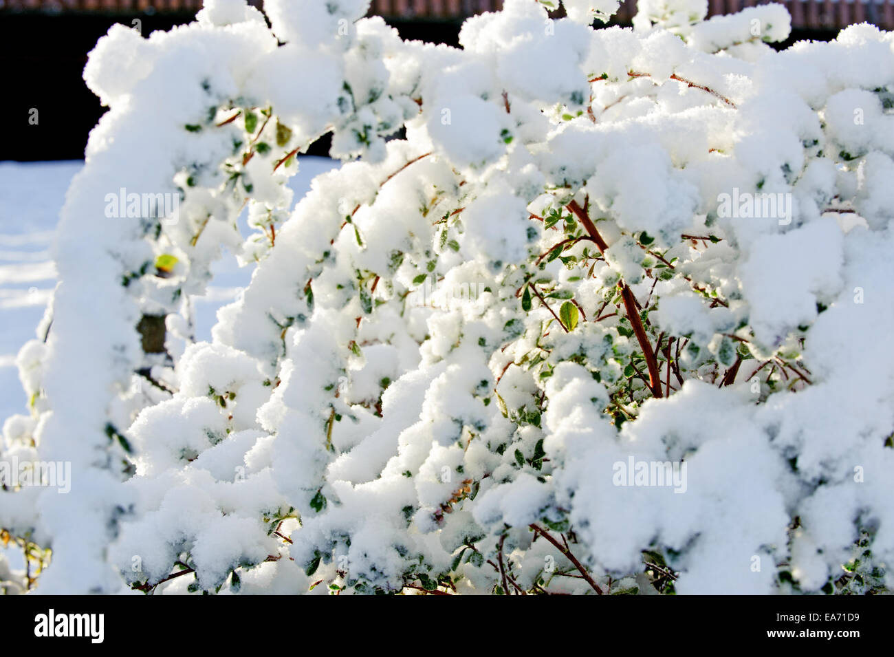 Beautiful sunny bush cover with snow Stock Photo - Alamy