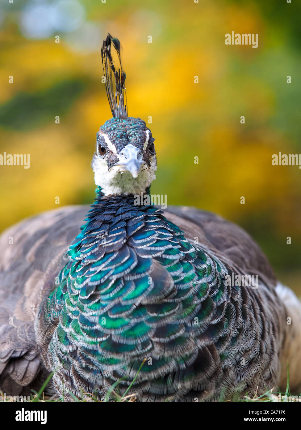 Portrait of beautiful peacock (Pavo cristatus Stock Photo - Alamy