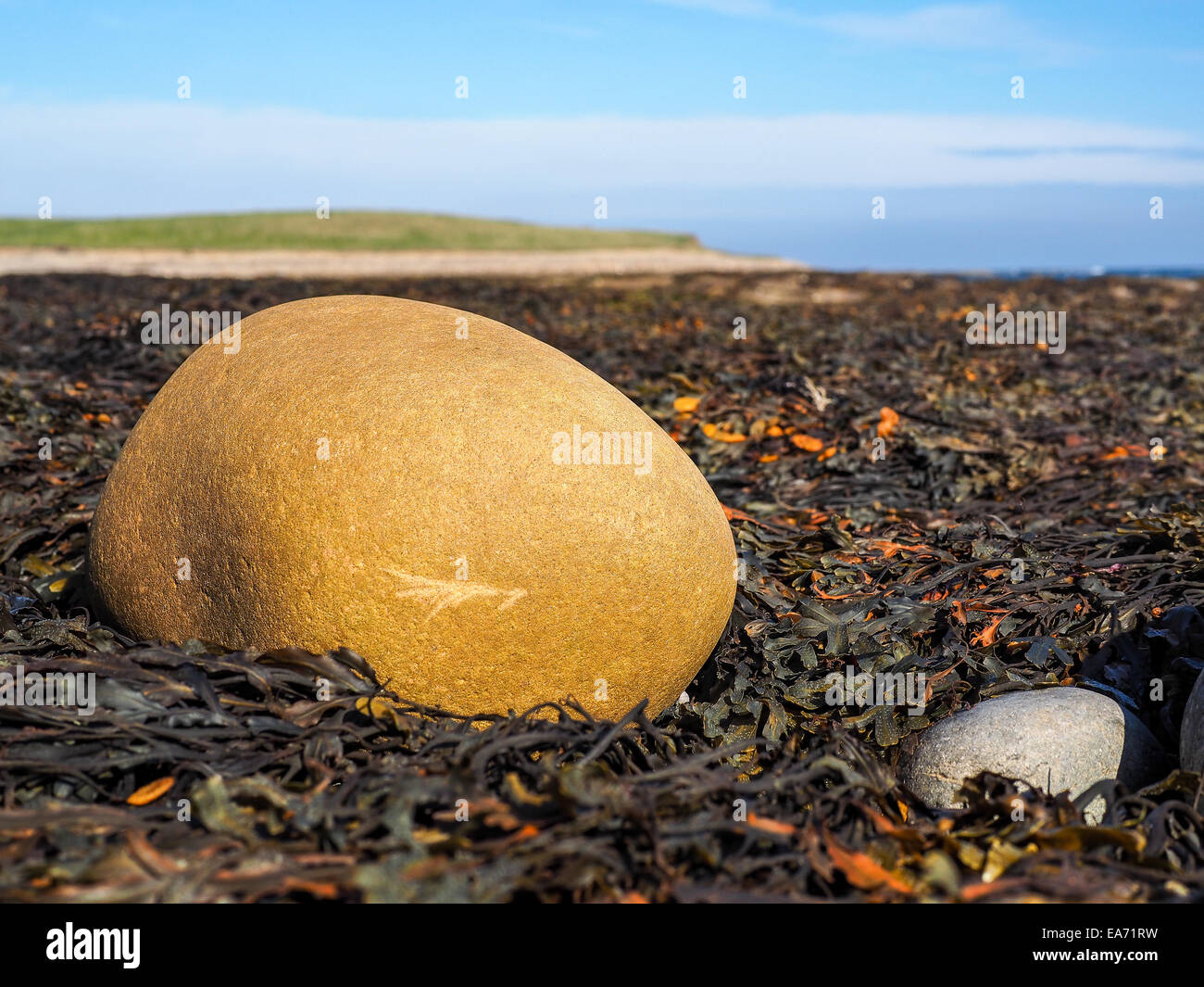 impets and barnacles on the rock, Atlantic Ocean Stock Photo - Alamy