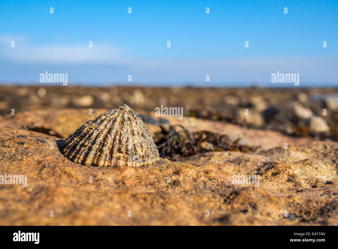 impets and barnacles on the rock, Atlantic Ocean Stock Photo - Alamy