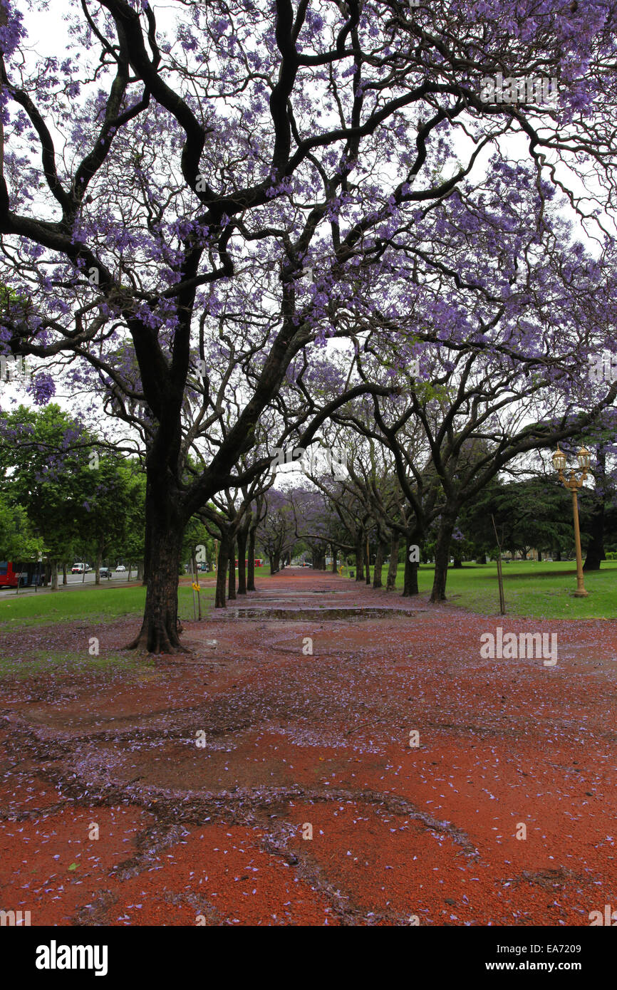 Jacaranda trees in the "Palermo Woods". Buenos Aires, Argentina Stock ...