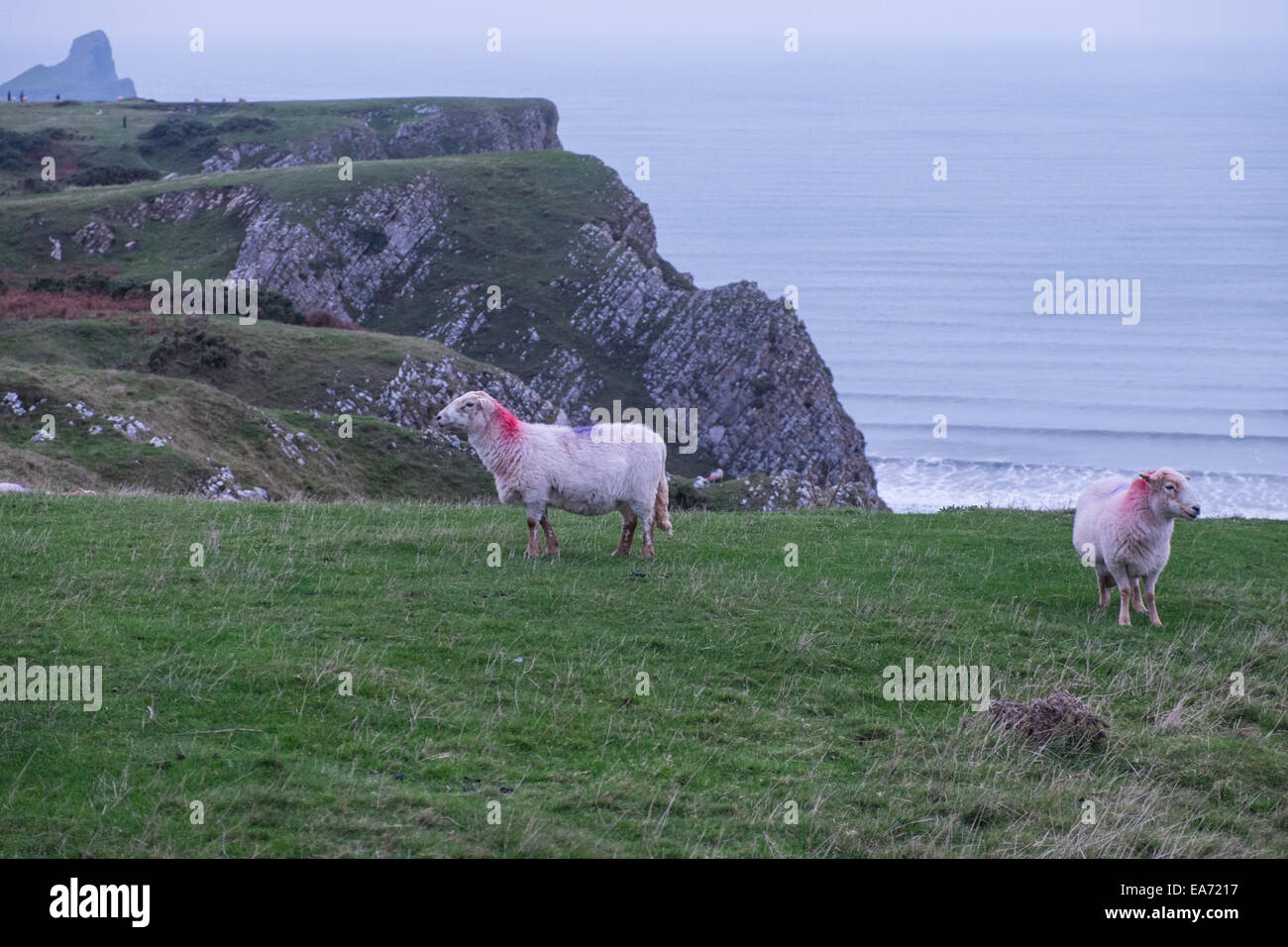 Sheep Rhosili,Rhossili,Rhossilli,bay,Llangennith, llangenneth,beach ...
