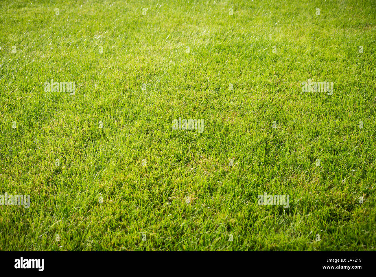clean piece of meadow for backgrounds Stock Photo - Alamy