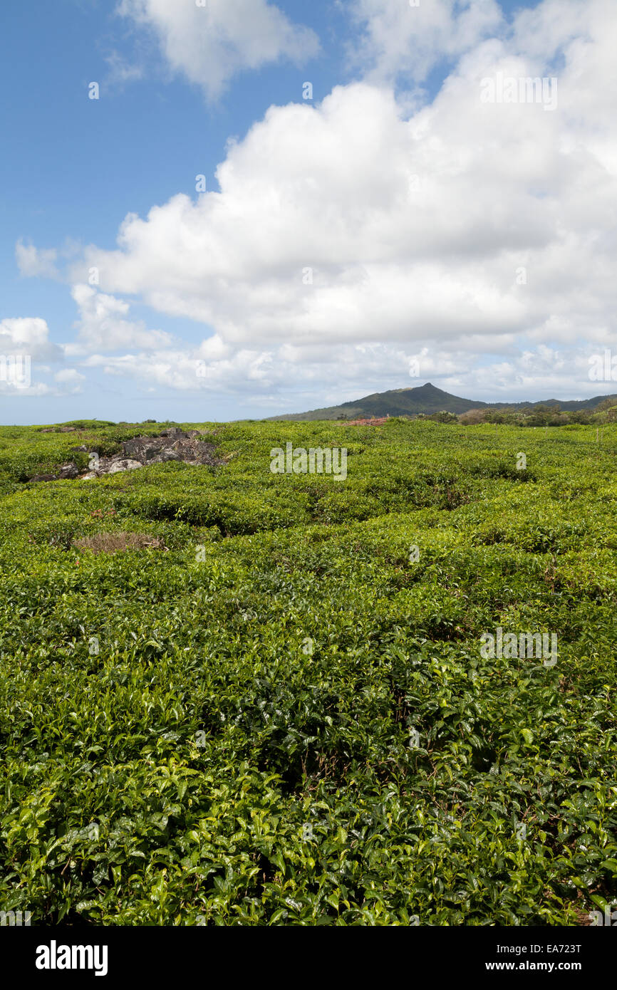 Mauritius tea plantation hi-res stock photography and images - Alamy
