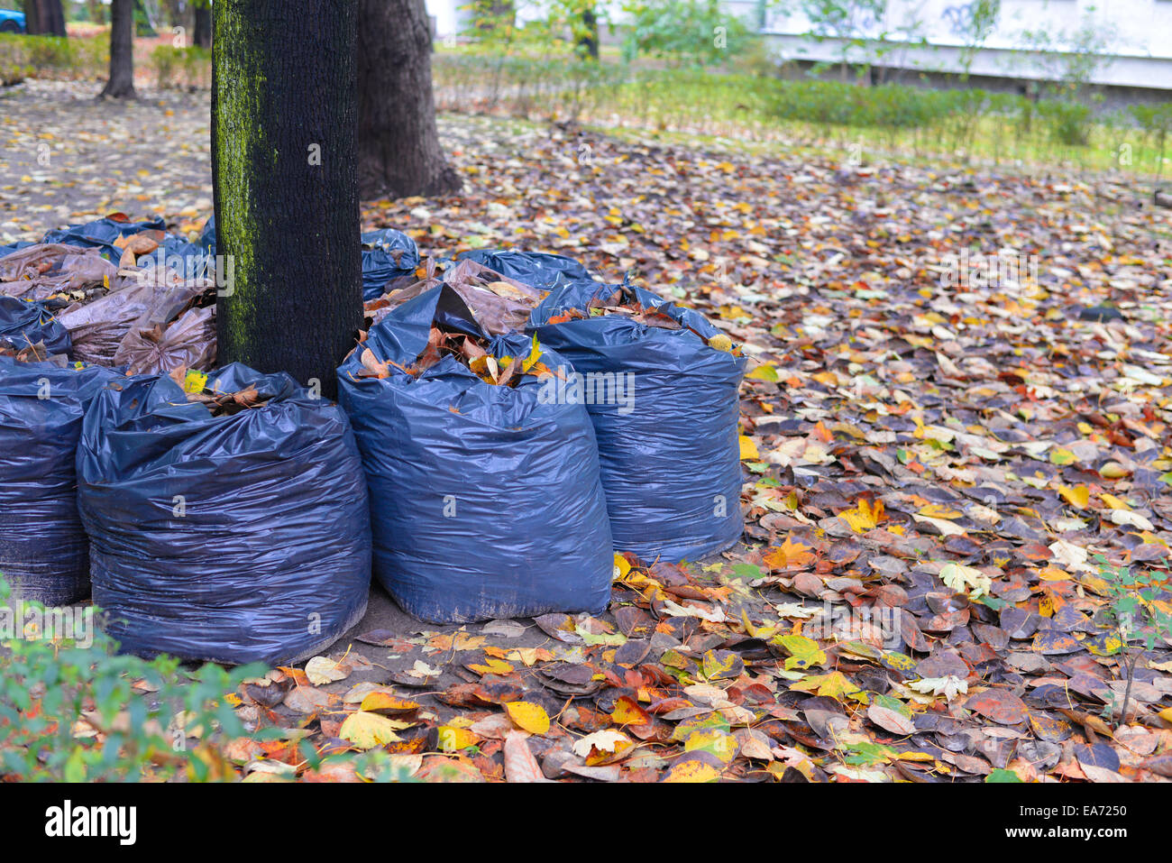 leaves rake in the row Stock Photo - Alamy