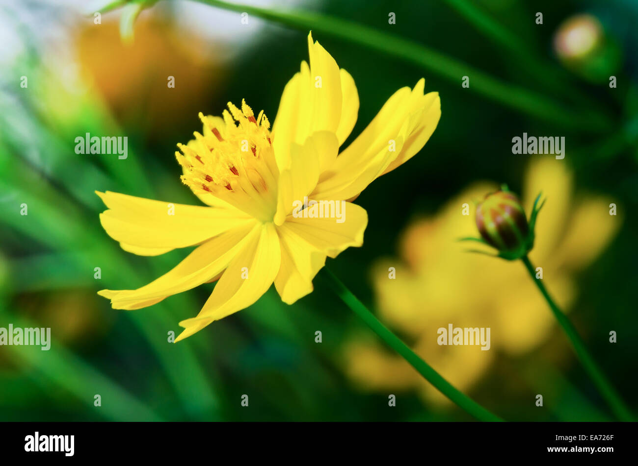 Sulfur cosmos or yellow cosmos hi-res stock photography and images - Alamy