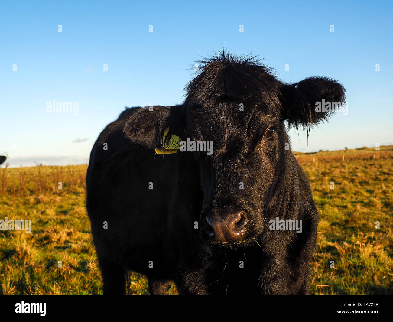 Highland cattle aberdeen angus hi-res stock photography and images - Alamy