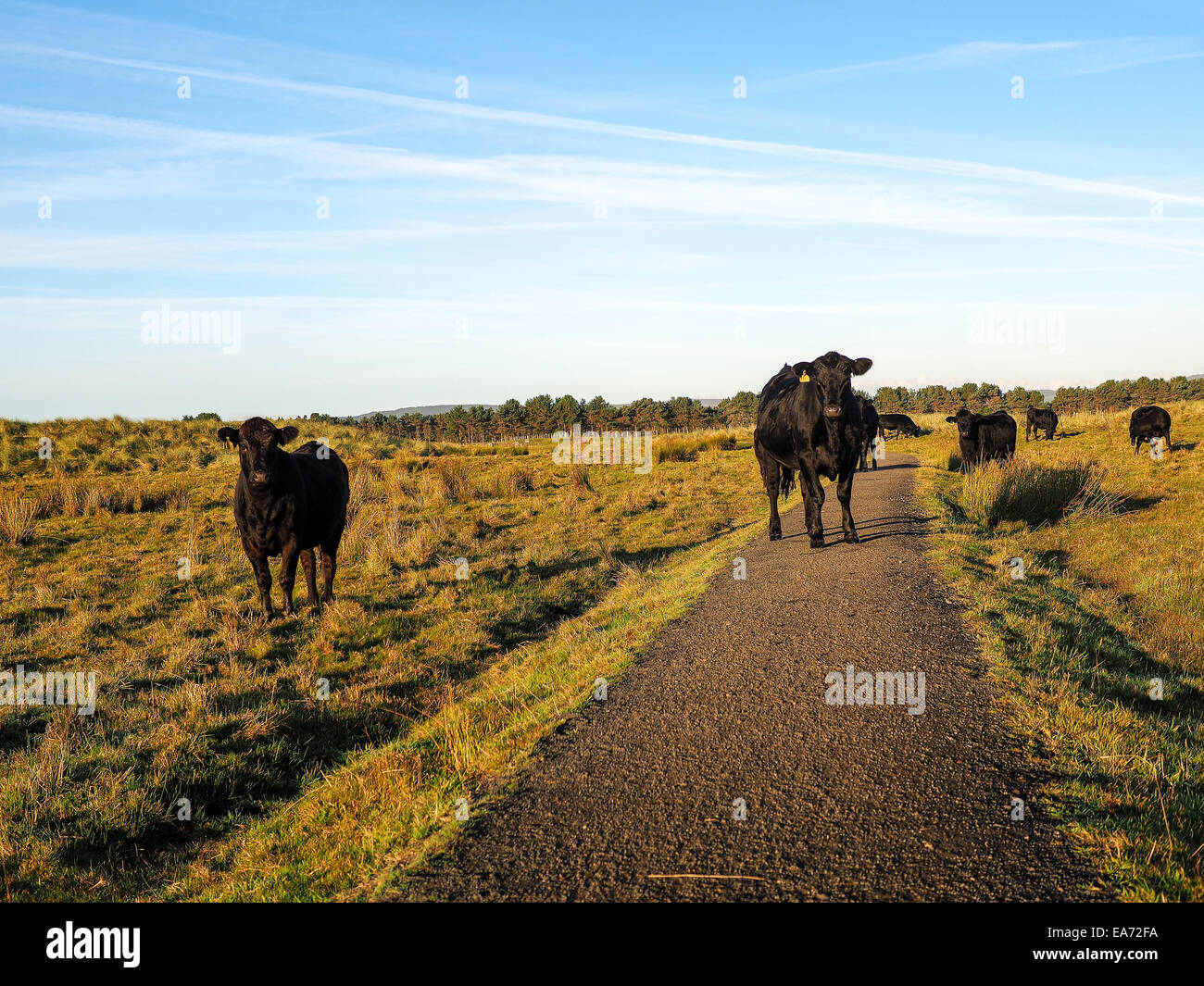 Highland angus cow grazing green grass on a farm grassland Stock Photo ...