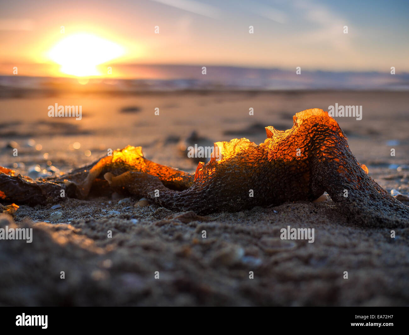 a gloriously wide sandy beach that seems to stretch for miles into the ...