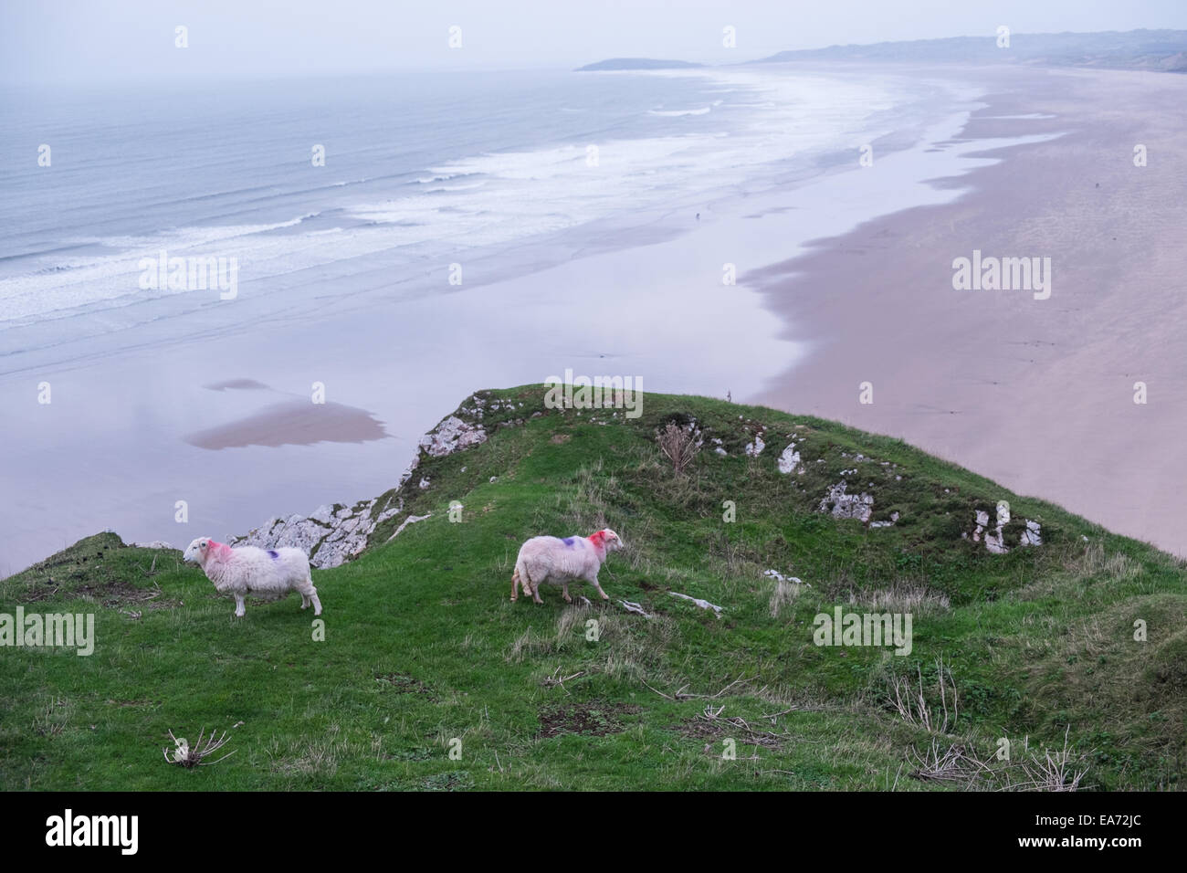 Sheep Rhosili,Rhossili,Rhossilli,bay,Llangennith, llangenneth,beach ...