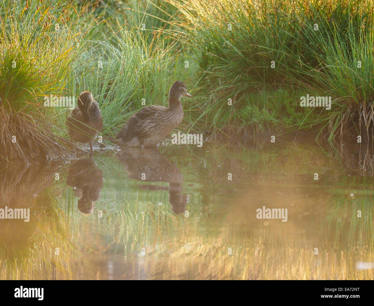 duck and ducklings in water during misty morning Stock Photo - Alamy