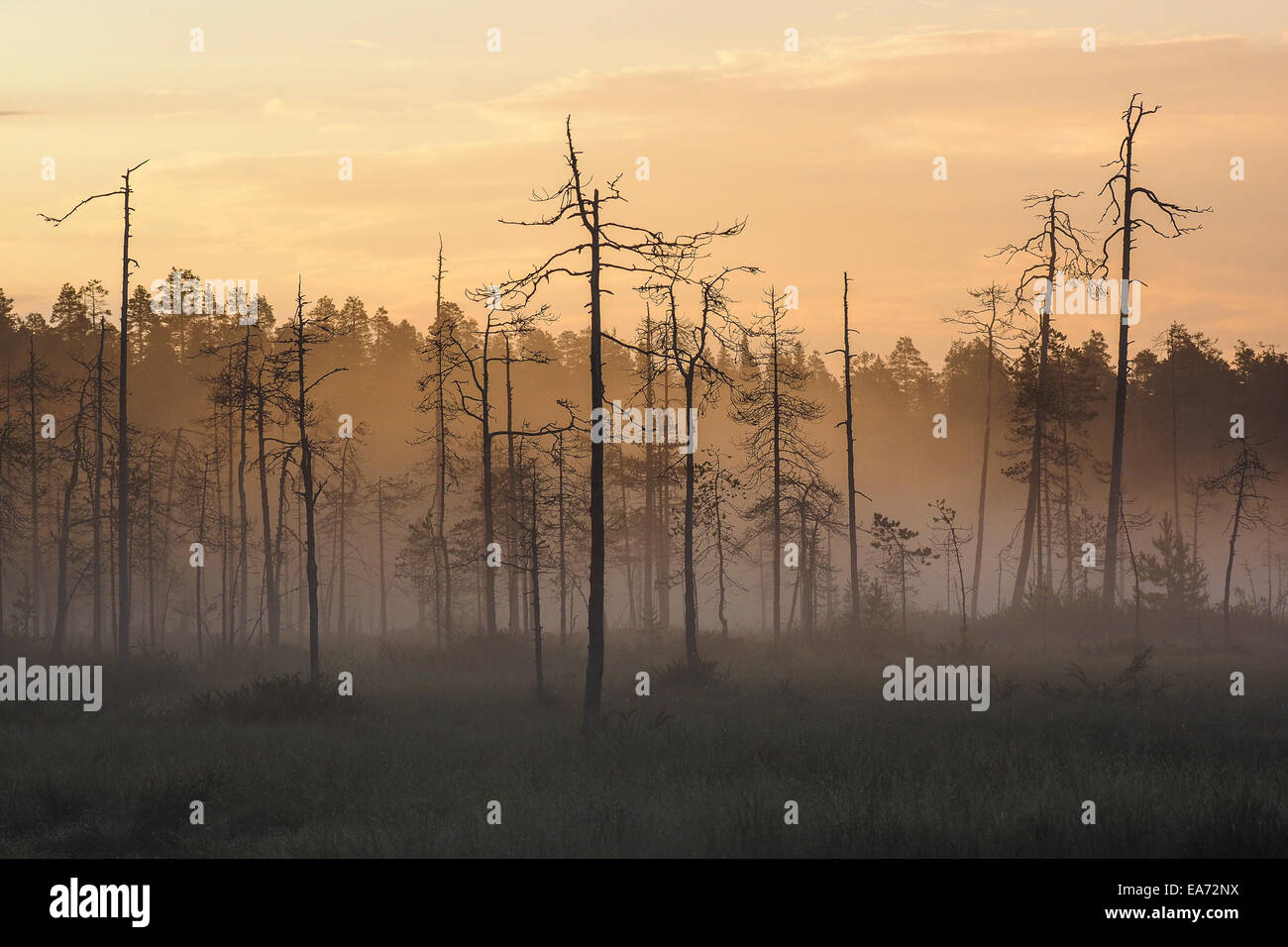 The sun shines through mist hi-res stock photography and images - Alamy
