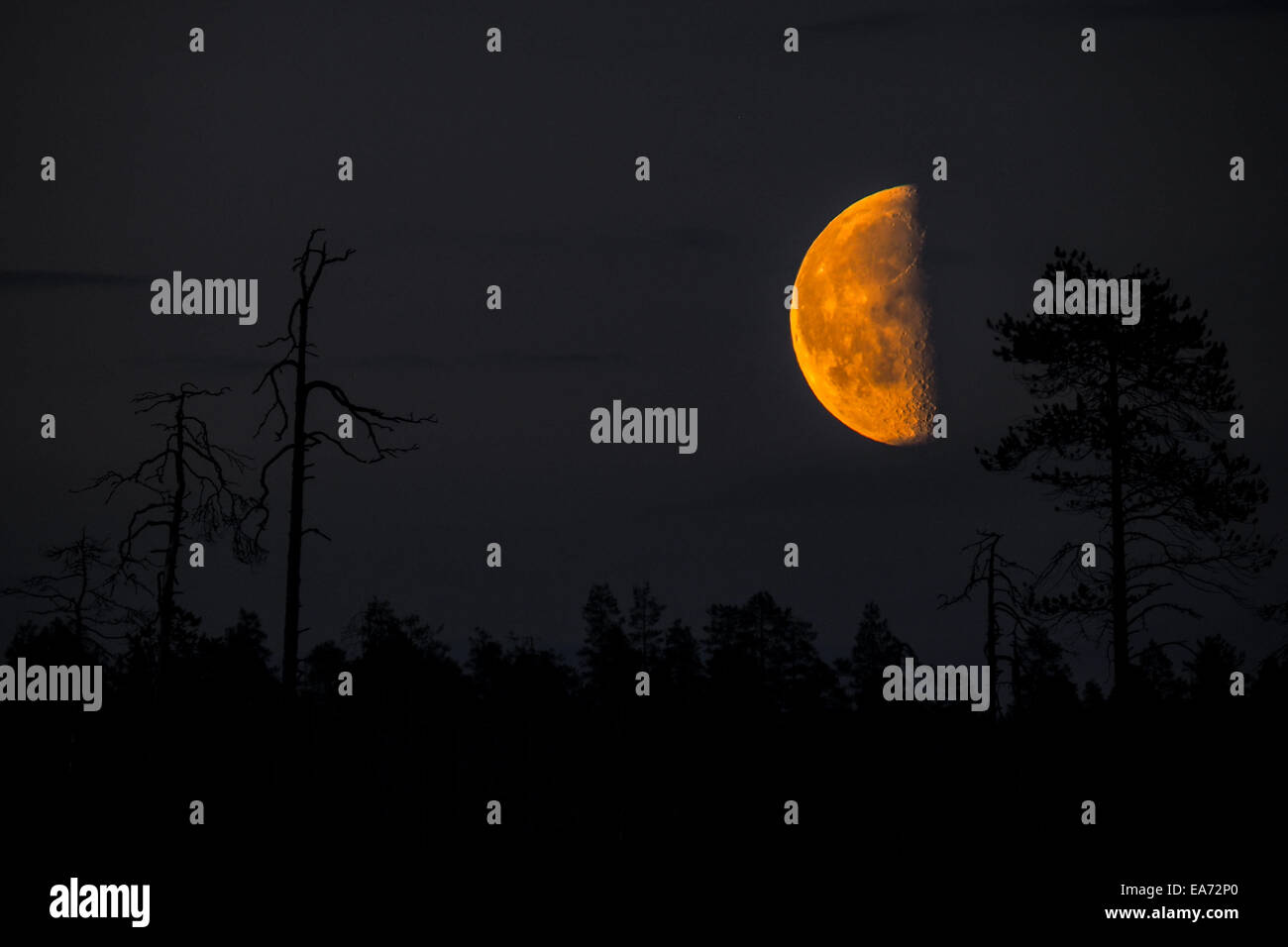 Finnish forrest hi-res stock photography and images - Alamy