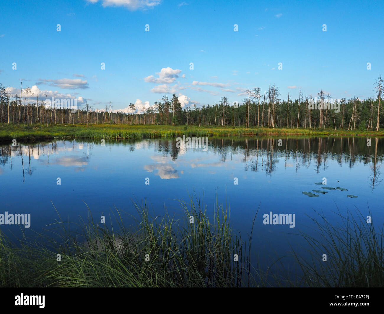 Boreal forest at dusk hi-res stock photography and images - Alamy