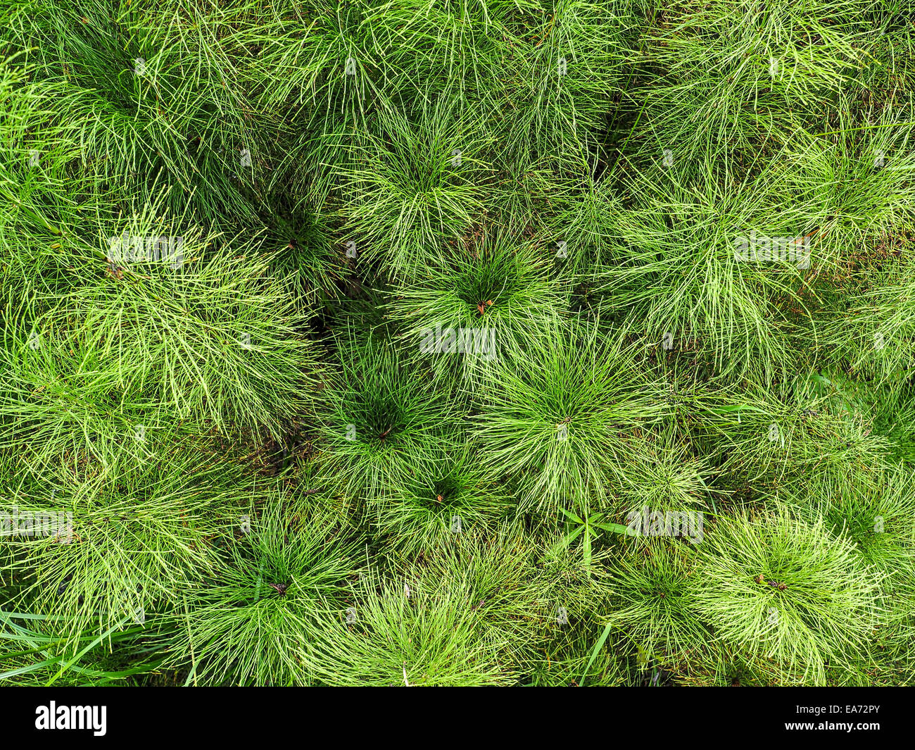 Equisetum horsetail, snake grass, puzzlegrass Stock Photo - Alamy