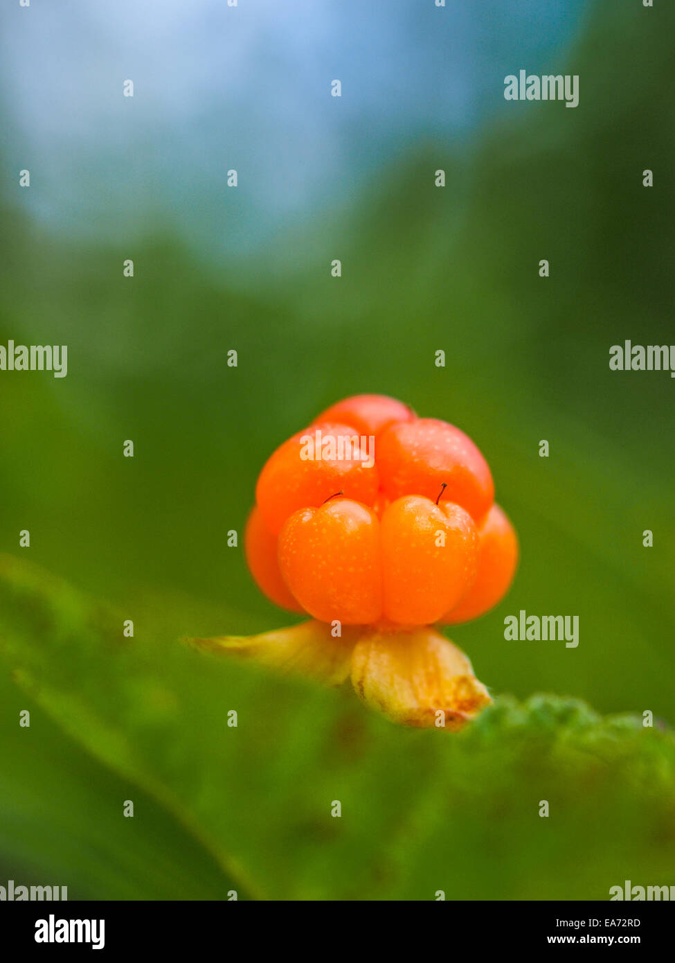 Ripe berry cloudberry is growing in the swamp Stock Photo - Alamy