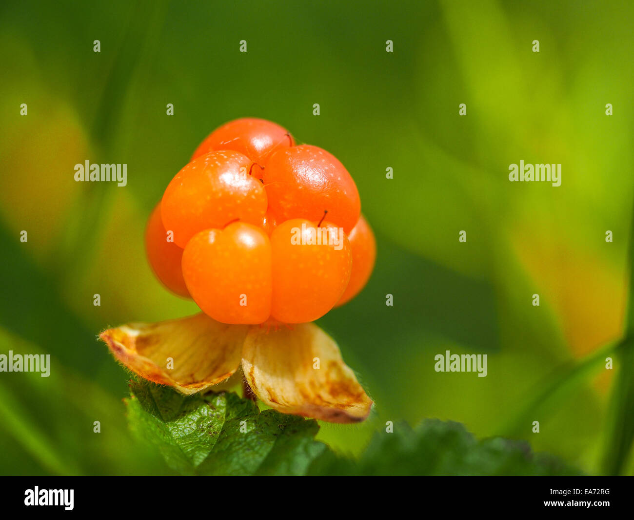 Ripe berry cloudberry is growing in the swamp Stock Photo - Alamy
