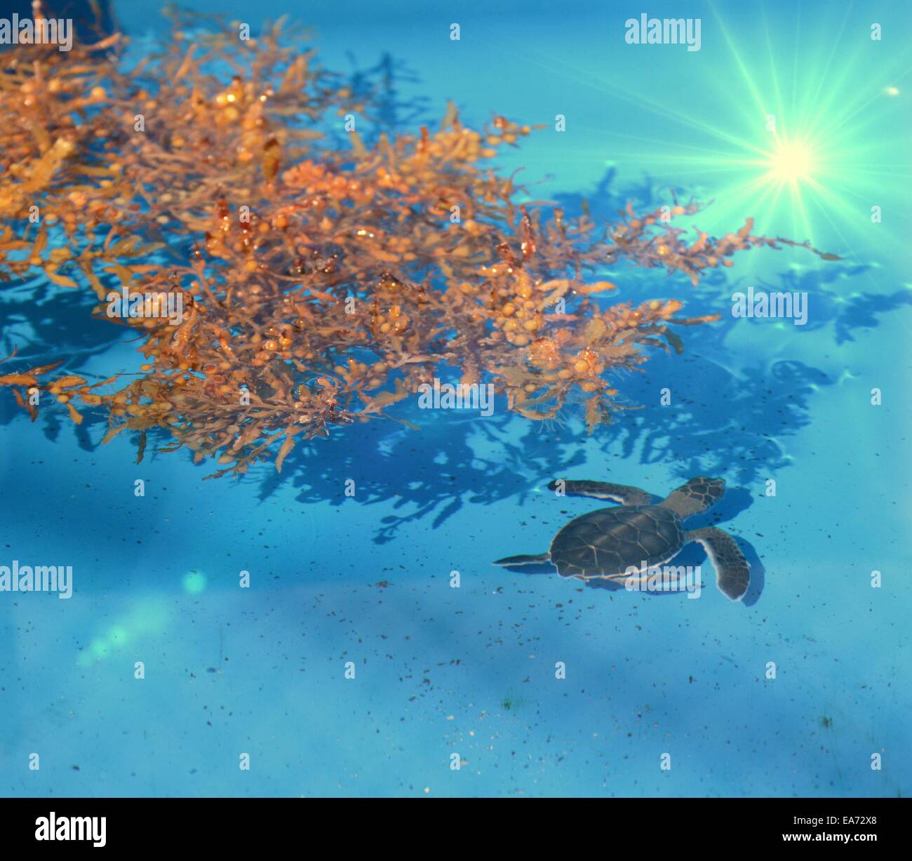 Little turtle hatchling swimming towards the sun beam Stock Photo - Alamy