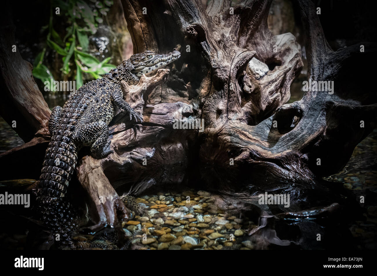Crocodile climbs on Roots Stock Photo - Alamy