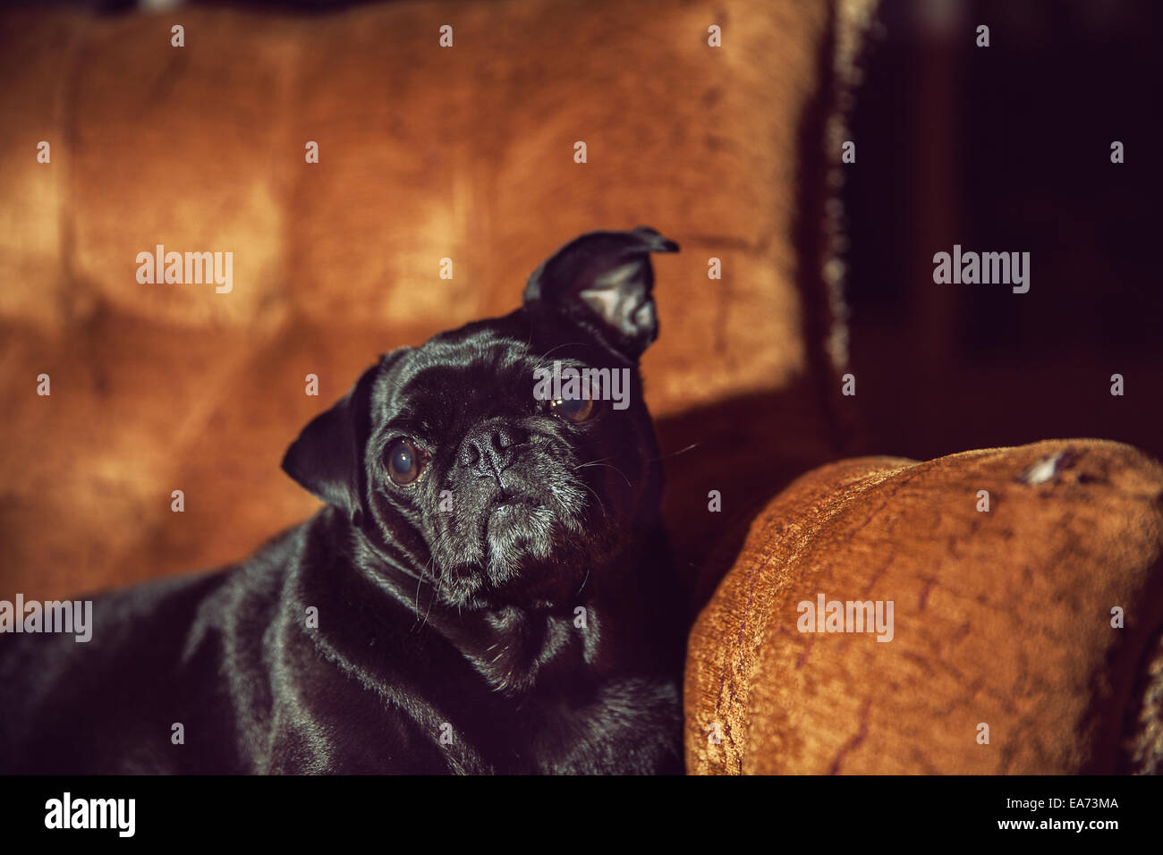 Pug Chair High Resolution Stock Photography and Images - Alamy