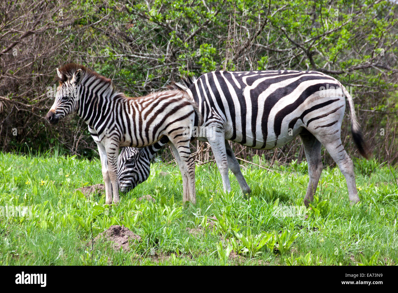 female zebra and foal in grassland of nature reserve Stock Photo - Alamy
