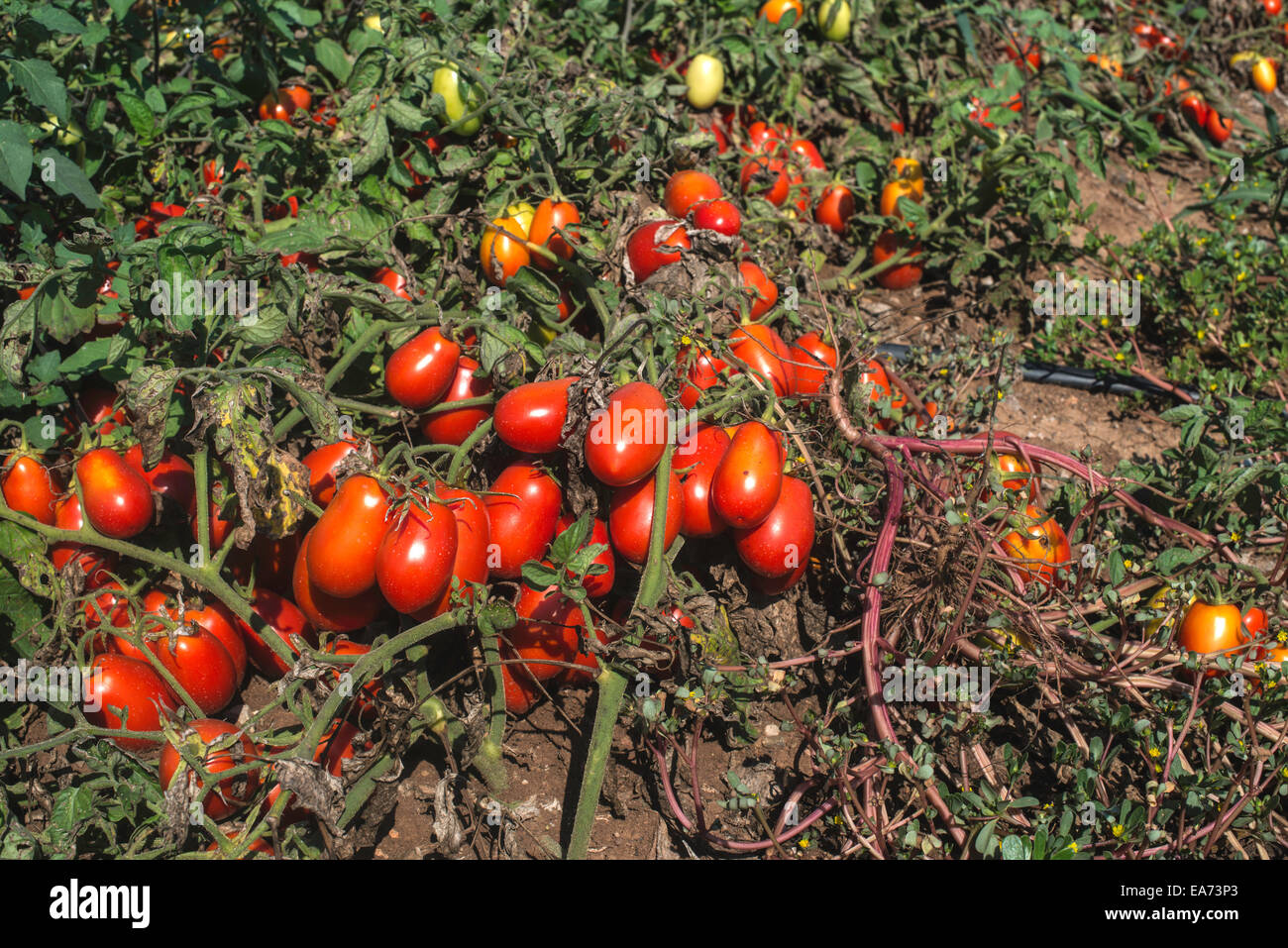 Field of tomato plants hi-res stock photography and images - Alamy
