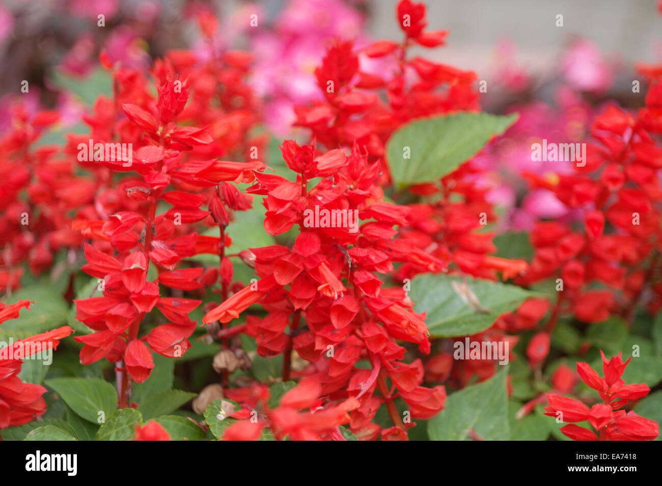 red little flowers Stock Photo - Alamy