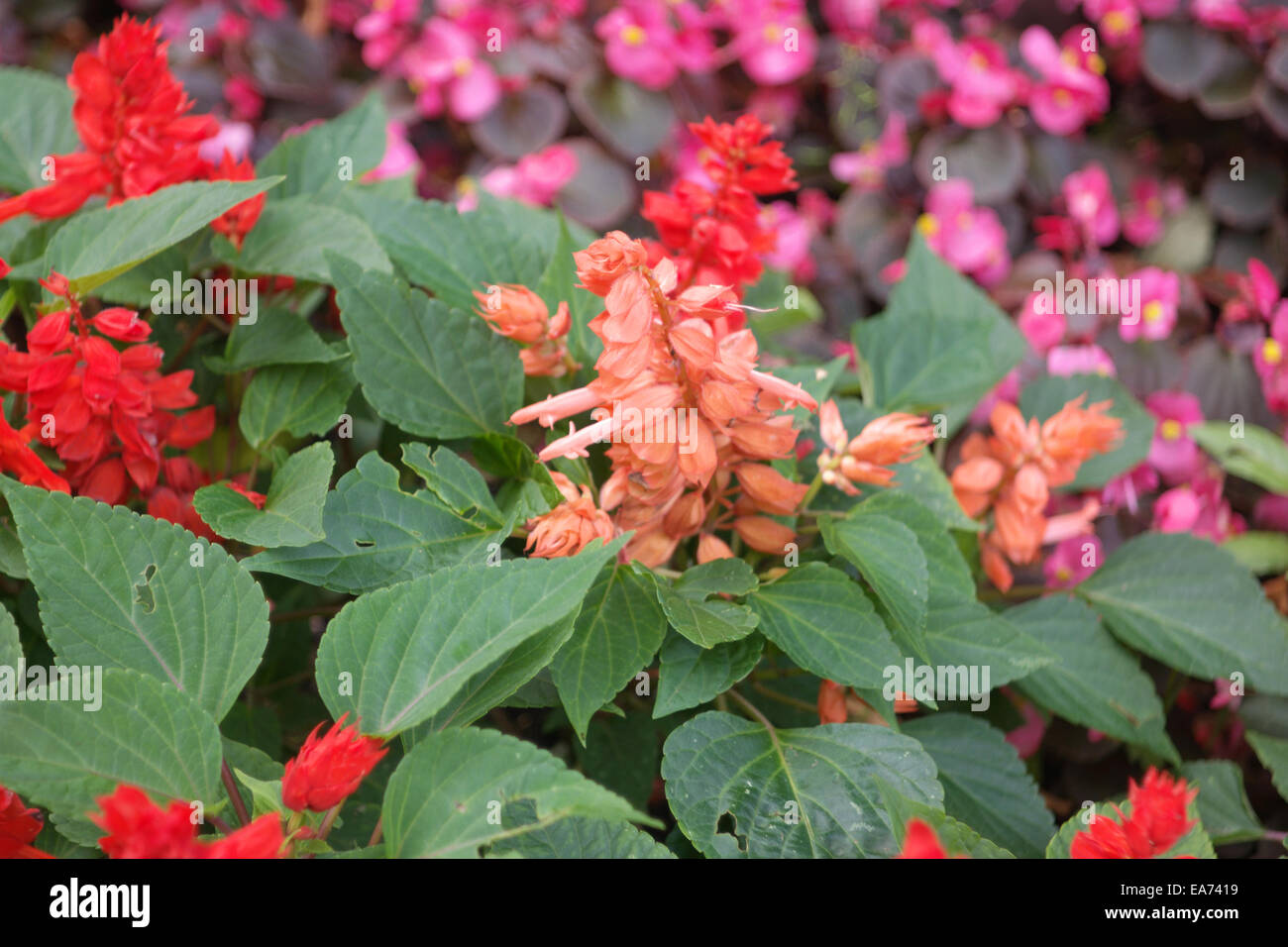 red little flowers Stock Photo - Alamy