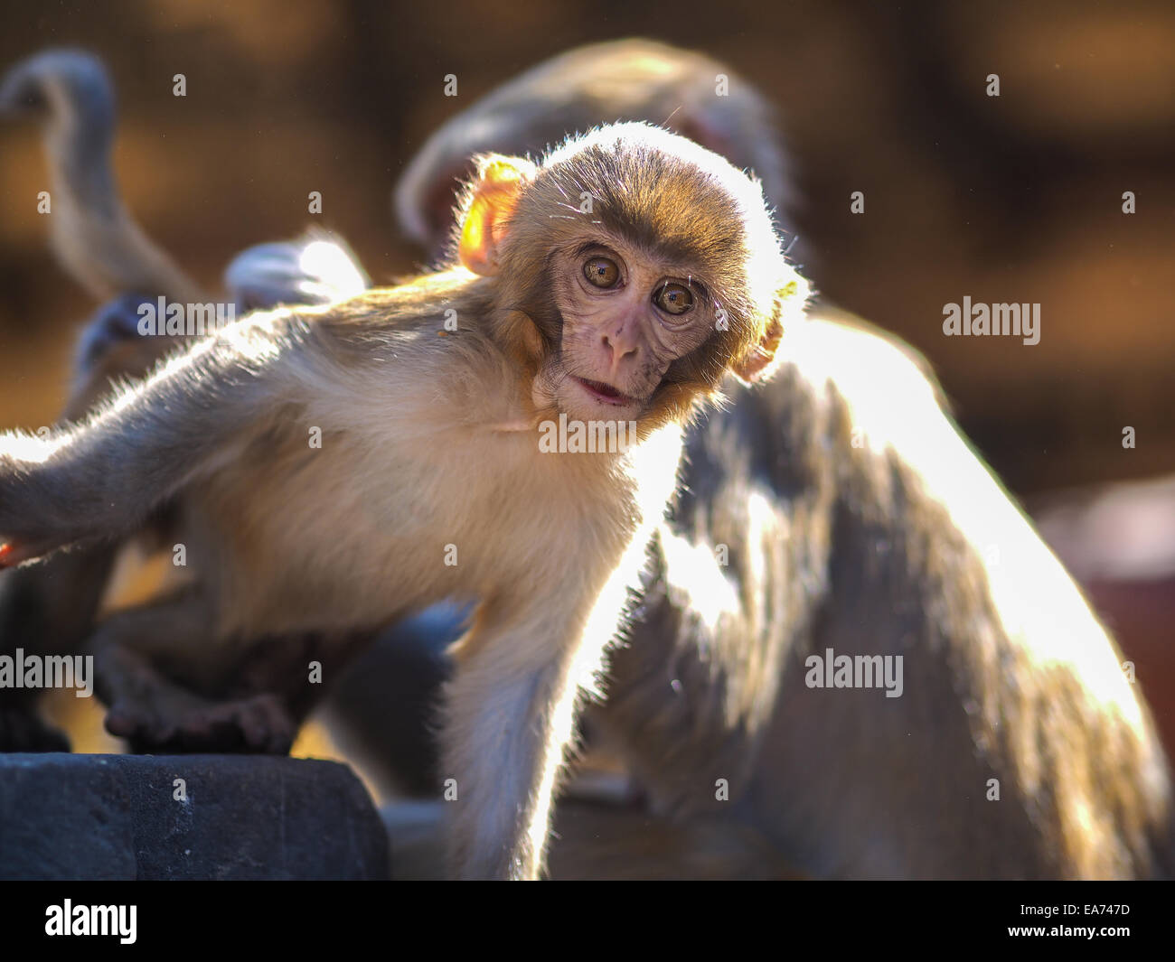 Sitting monkey on swayambhunath stupa in Kathmandu, Nepal Stock Photo ...