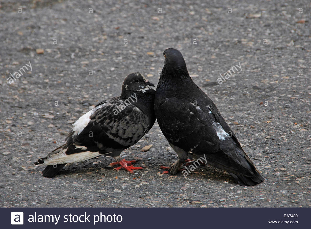 Love Couple Dove Stock Photos & Love Couple Dove Stock Images - Alamy